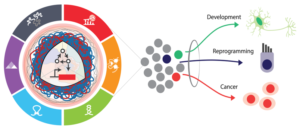 Genetic Controllers – The Galloway Lab