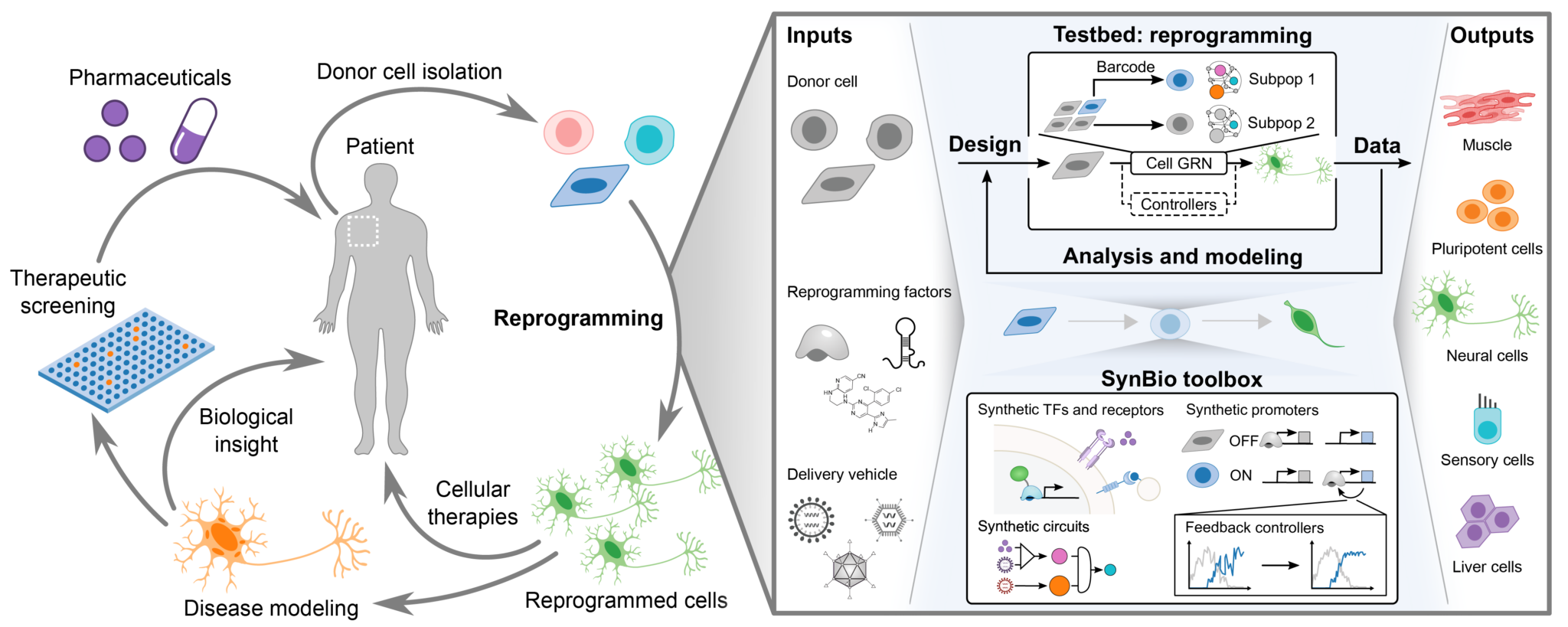 Cell Fate Programming – The Galloway Lab